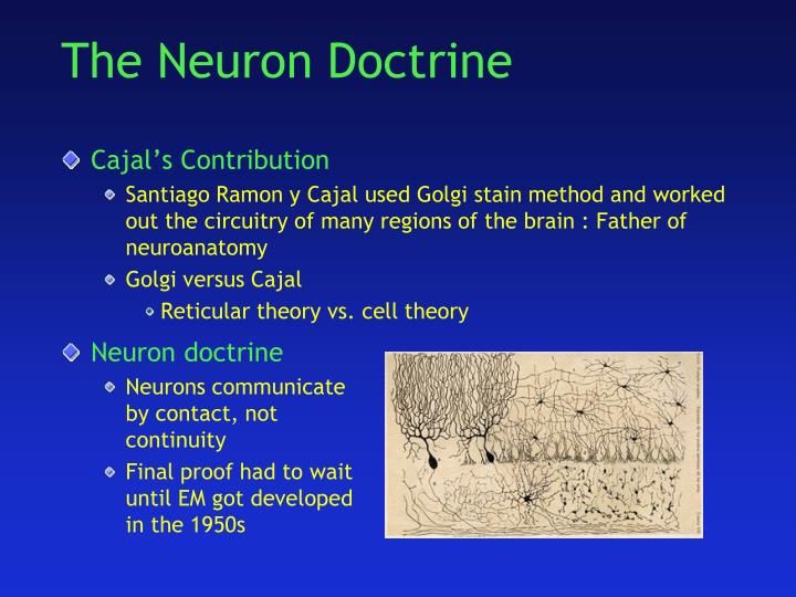 PPT - NEURONS AND GLIA PowerPoint Presentation - ID:484140