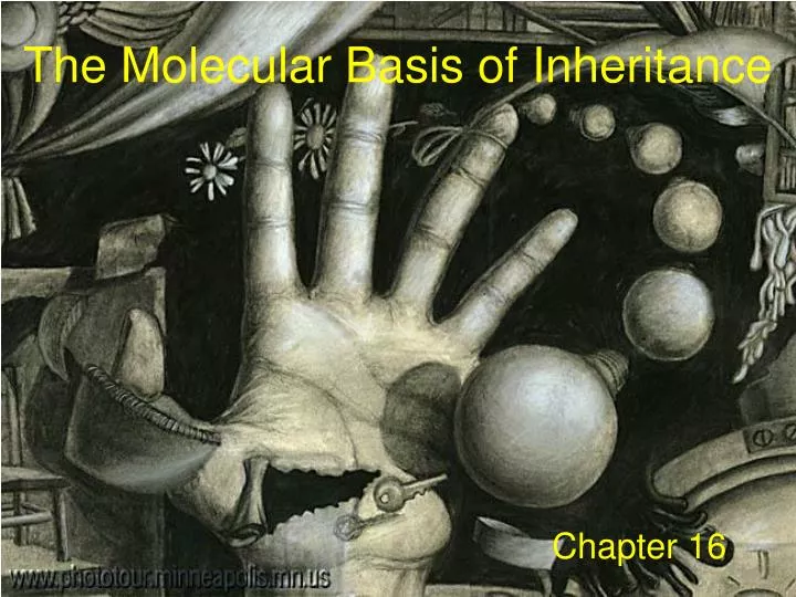 PPT - The Molecular Basis of Inheritance PowerPoint Presentation, free ...