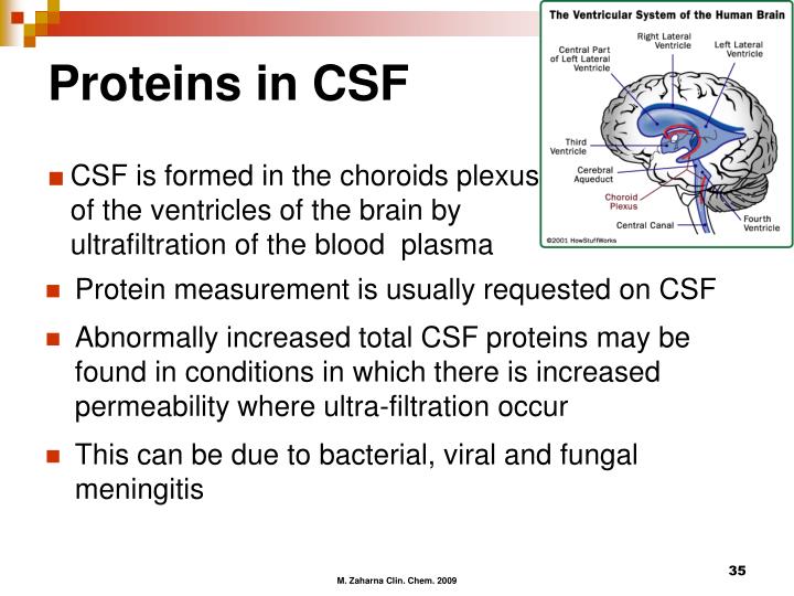 PPT - Proteins PowerPoint Presentation - ID:484690