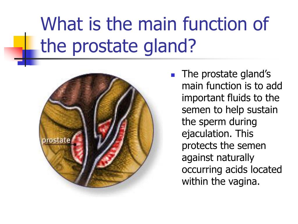 Prostate Gland Location Diagram
