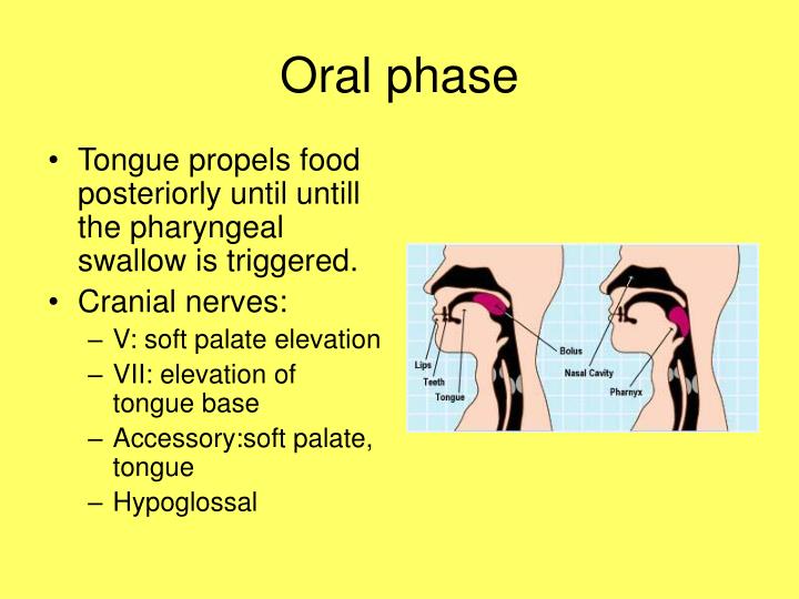 PPT - DYSPHAGIA PowerPoint Presentation - ID:485051