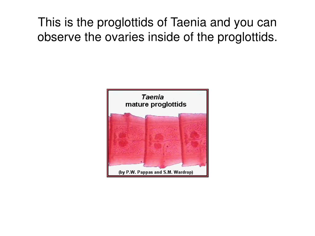 Ppt This Is A Trophozoite Of Giardia Lamblia In A Stool Specimen You Can Observe The Nucleus