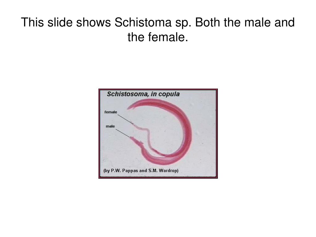 Ppt This Is A Trophozoite Of Giardia Lamblia In A Stool Specimen You