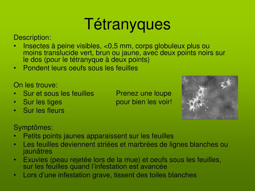 PPT - Atelier de formation sur l’entretien des plantes d’intérieur ...