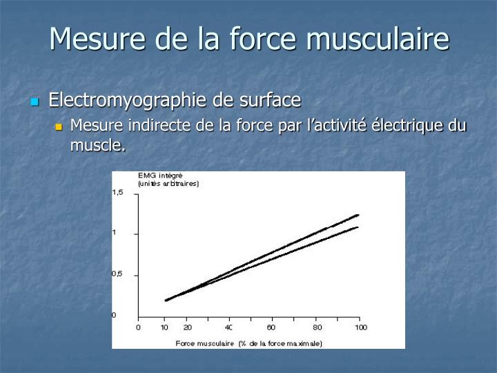 PPT - Anthropométrie Biomécanique PowerPoint Presentation - ID:486599