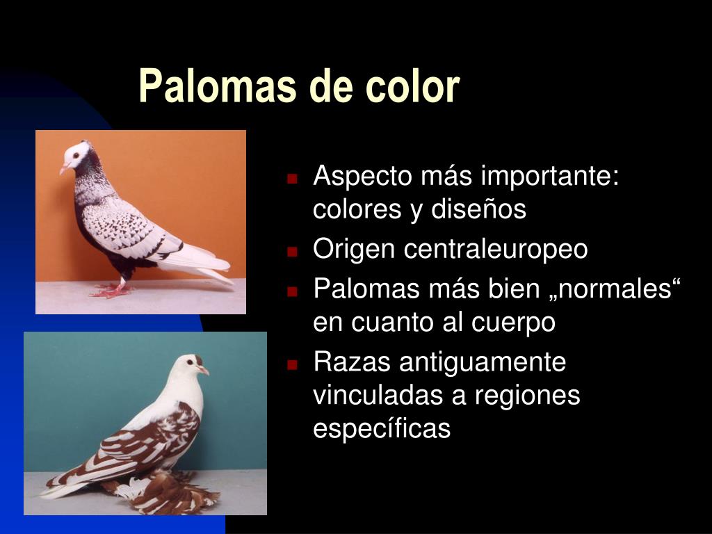 PPT - La domesticación de las palomas y su evolución como razas ...