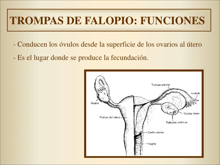 PPT - ANATOMÍA Y FISIOLOGÍA DEL APARATO REPRODUCTOR FEMENINO PowerPoint ...