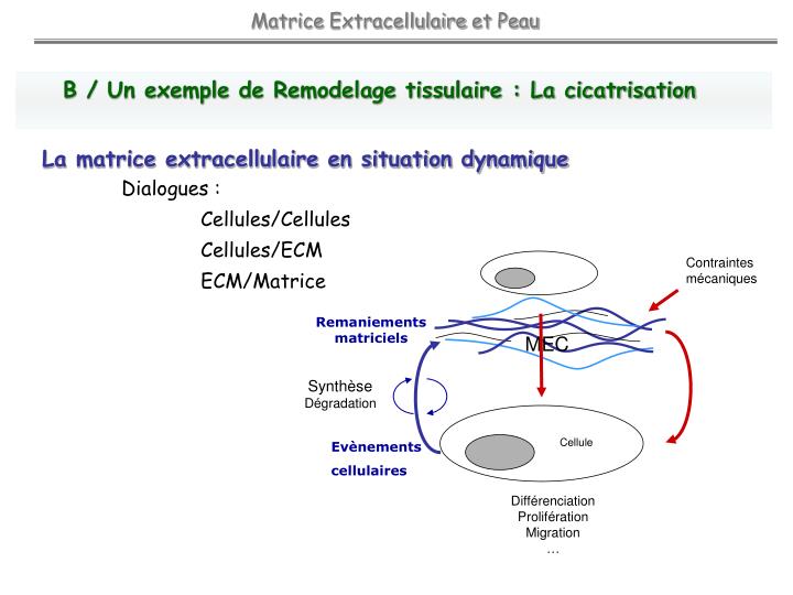 PPT - Matrice Extracellulaire et Peau Enseignement coordonné de ...