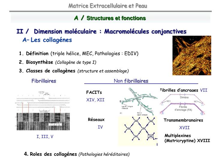 PPT - Matrice Extracellulaire et Peau Enseignement coordonné de ...