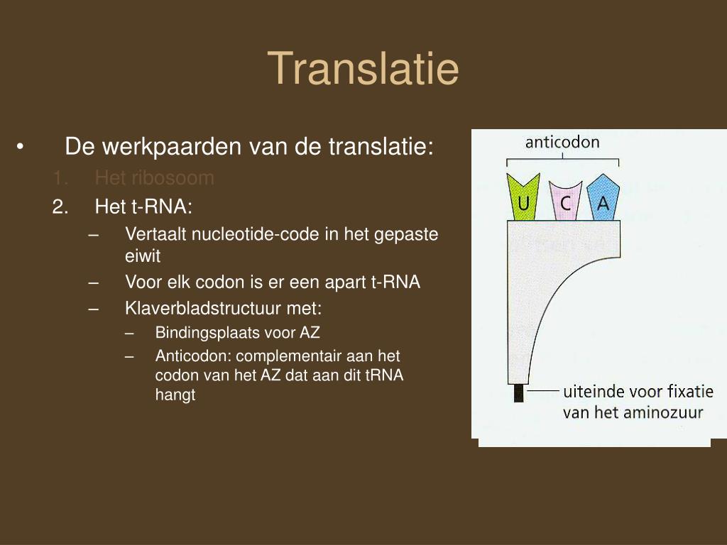 PPT - Hoofdstuk 10 : Van DNA tot eiwit PowerPoint Presentation, free ...