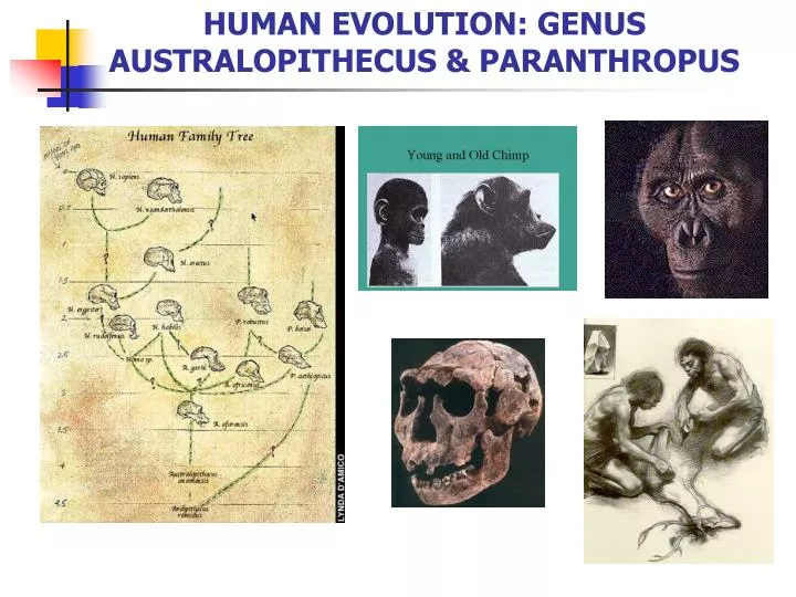PPT - HUMAN EVOLUTION: GENUS AUSTRALOPITHECUS & PARANTHROPUS PowerPoint ...