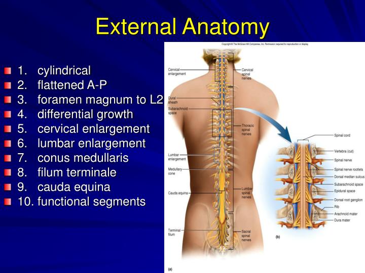 PPT - Spinal Cord PowerPoint Presentation - ID:491741