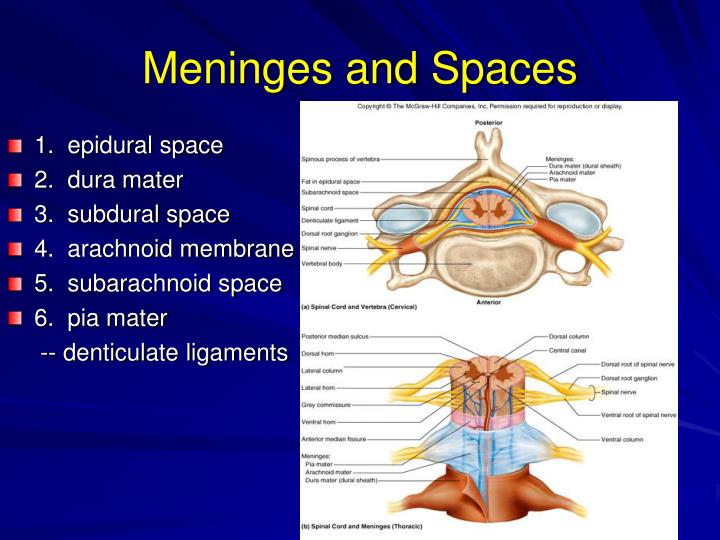 PPT - Spinal Cord PowerPoint Presentation - ID:491741