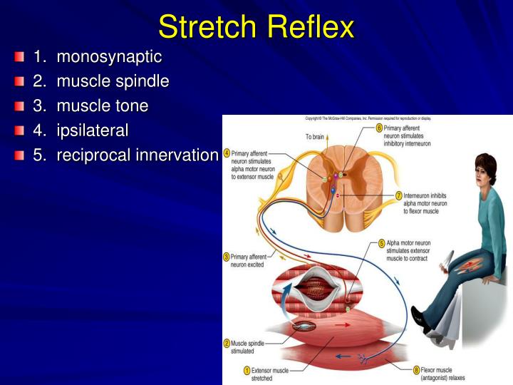 PPT - Spinal Cord PowerPoint Presentation - ID:491741