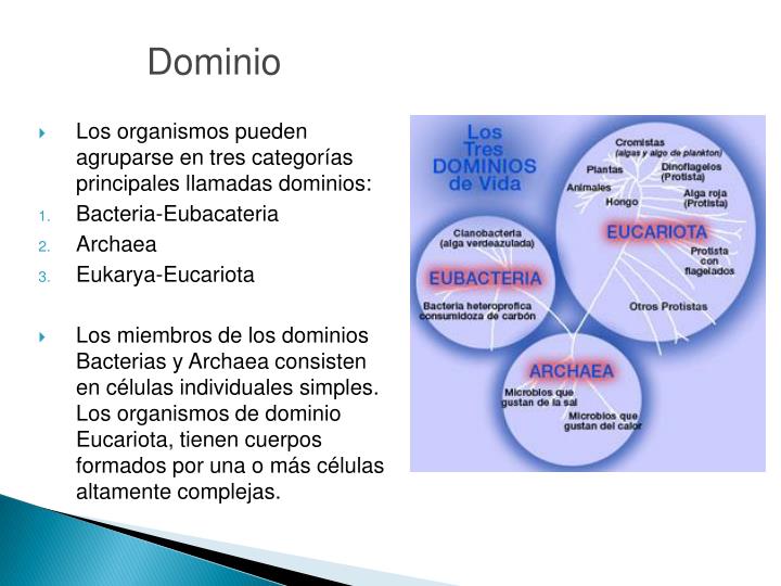 PPT - CLASIFICACIÓN DE LOS SERES VIVOS PowerPoint Presentation - ID:492691