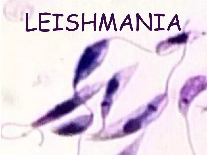 PPT - LEISHMANIA PowerPoint Presentation, free download - ID:493588