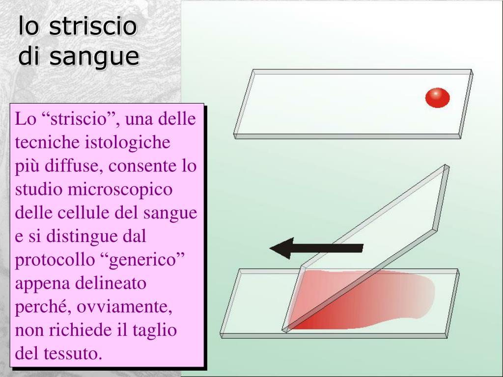 PPT - Quali sono gli strumenti a disposizione dell’istologo per lo ...