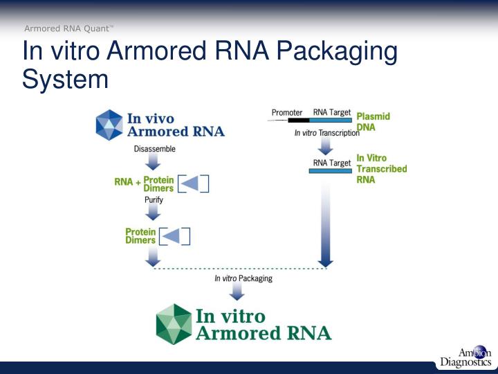 PPT - Armored RNA Quant ™ Development of Armored RNA ® as a Primary ...