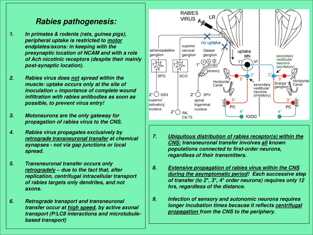 PPT - Rabies Virus PowerPoint Presentation, free download - ID:494972 PPT - Rabies Virus PowerPoint Presentation, free download - ID:494972