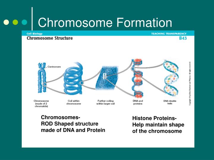 PPT - Chromosomes PowerPoint Presentation - ID:496712