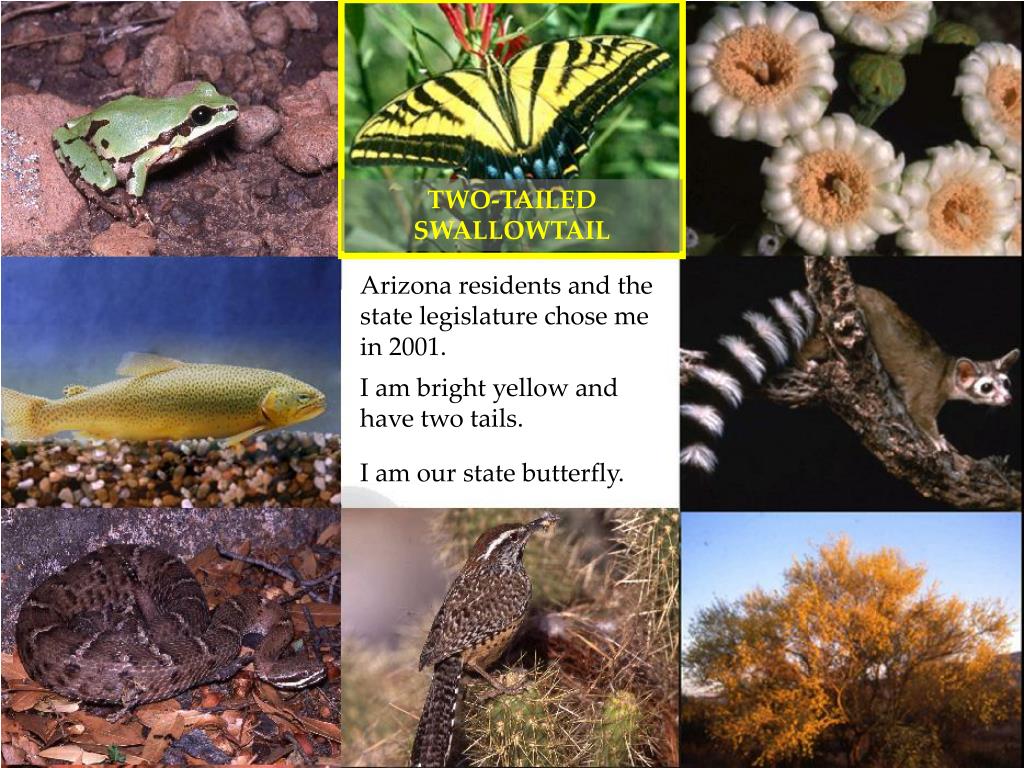 PPT - The Living State Symbols of Arizona PowerPoint Presentation, free ...