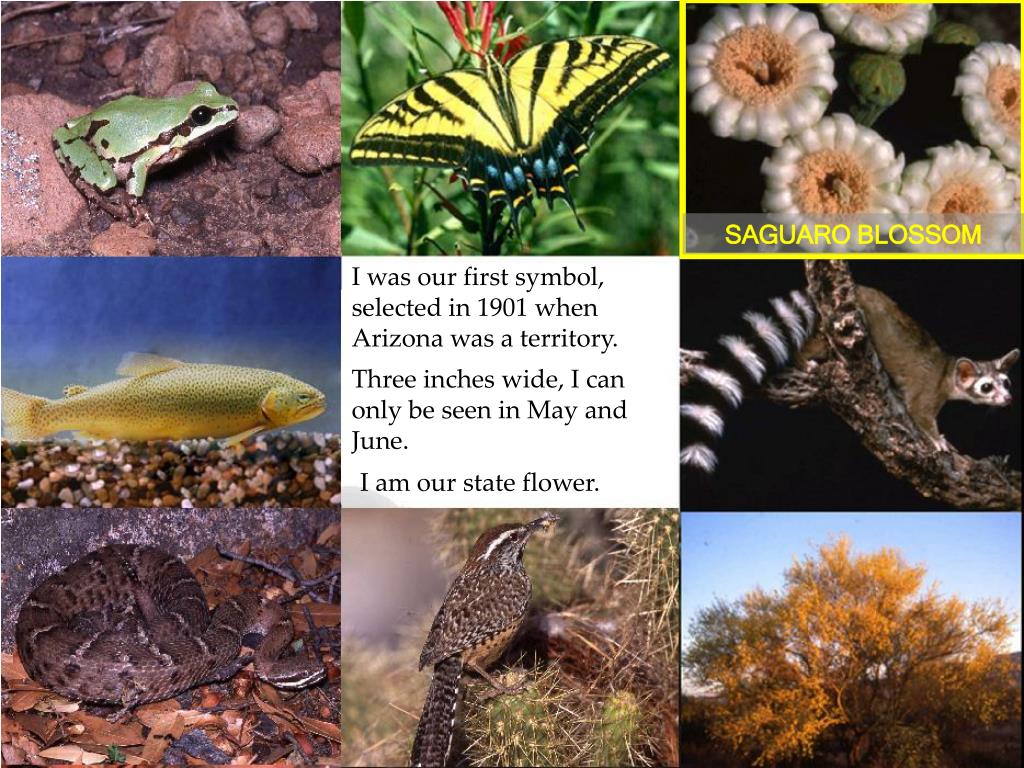 PPT - The Living State Symbols of Arizona PowerPoint Presentation, free ...