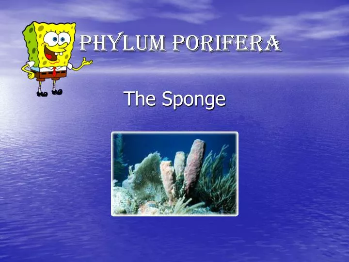 PPT - Phylum Porifera PowerPoint Presentation, free download - ID:496808