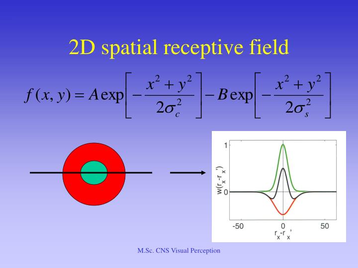 PPT - Concept of receptive field PowerPoint Presentation - ID:497245