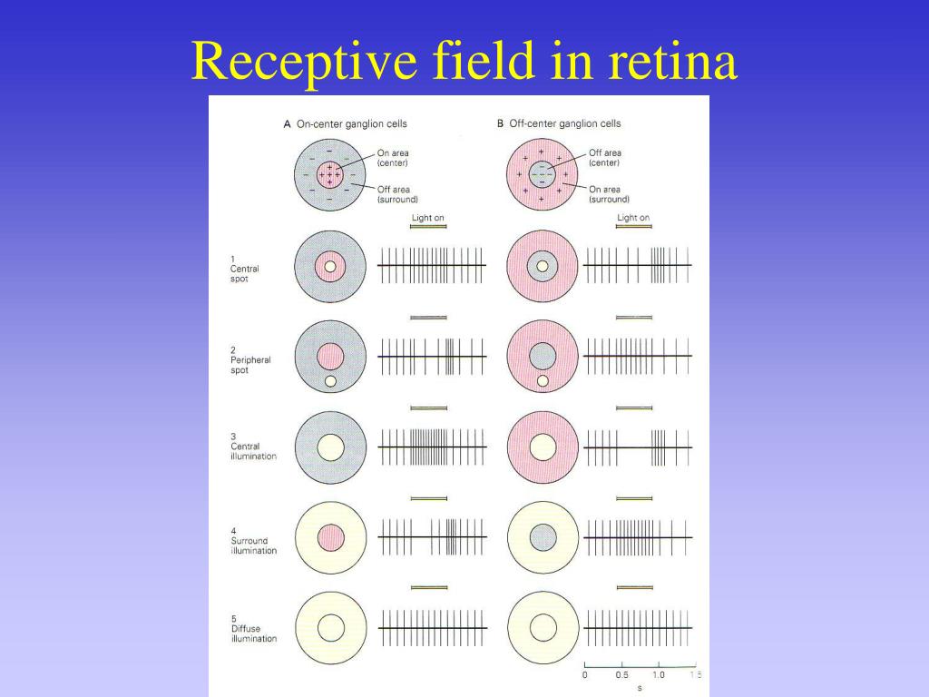 PPT - Concept of receptive field PowerPoint Presentation, free download ... PPT - Concept of receptive field PowerPoint Presentation, free download ...