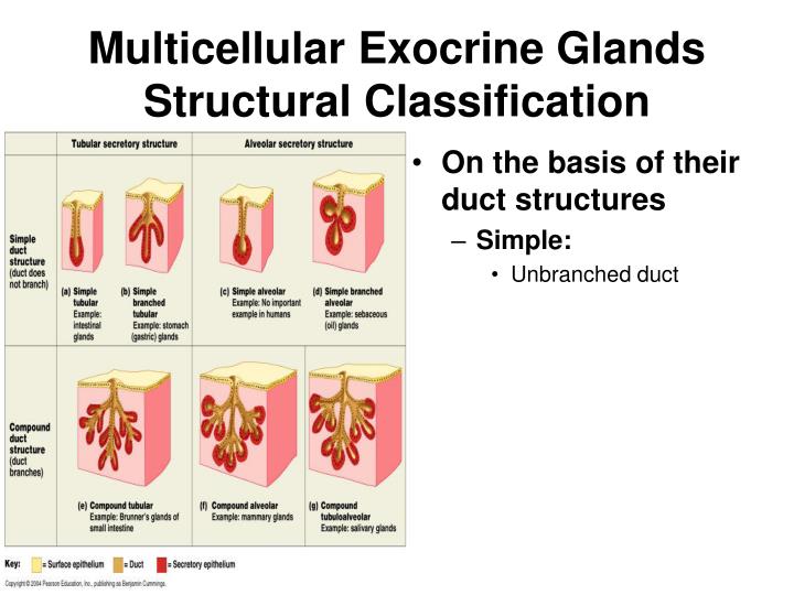 PPT - TISSUE: THE LIVING FABRIC PowerPoint Presentation - ID:499746