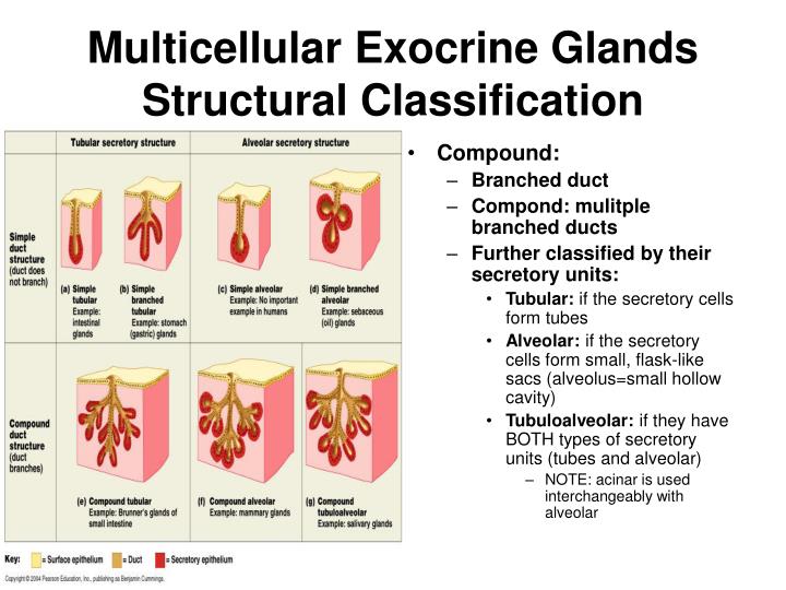 PPT - TISSUE: THE LIVING FABRIC PowerPoint Presentation - ID:499746