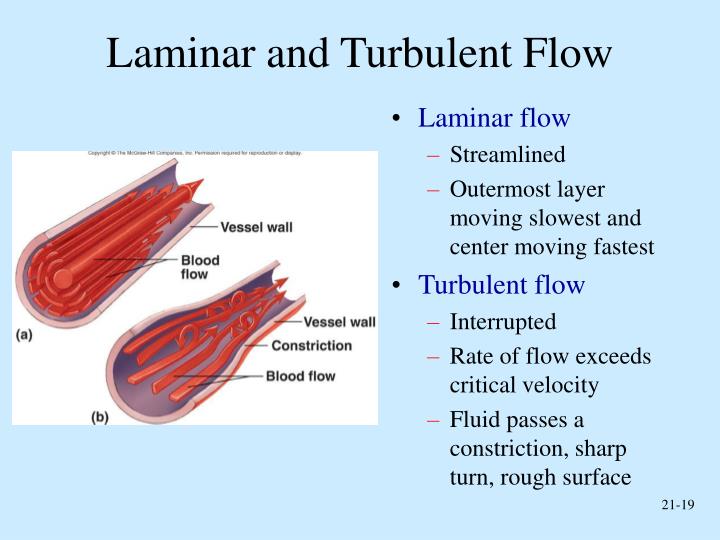 PPT - Peripheral Circulation and Regulation PowerPoint Presentation ...