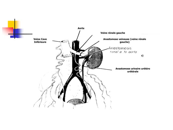 PPT - Anatomie et Impératifs Greffe et Prélèvement: Rein PowerPoint ...