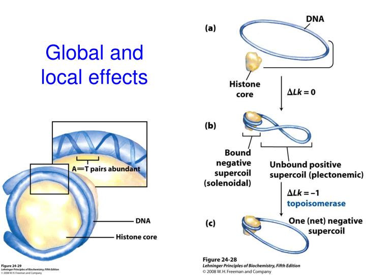PPT - CHAPTER 24 Genes and Chromosomes PowerPoint Presentation - ID:501646