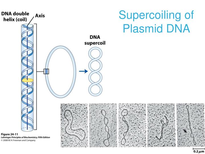 PPT - CHAPTER 24 Genes and Chromosomes PowerPoint Presentation - ID:501646