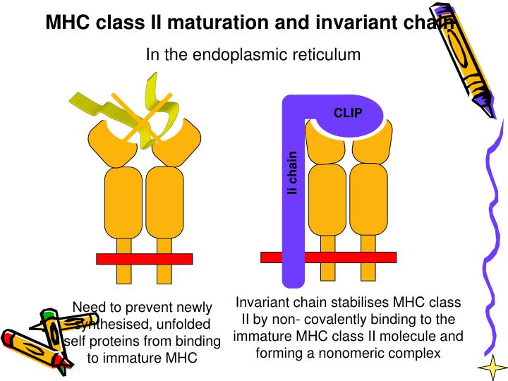 PPT - Chapter 11 Antigen Processing and Presentation PowerPoint ...