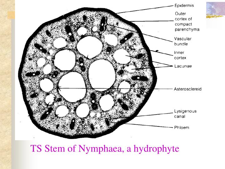 PPT - Leaf of Ammophila, showing xerophytic features PowerPoint ...