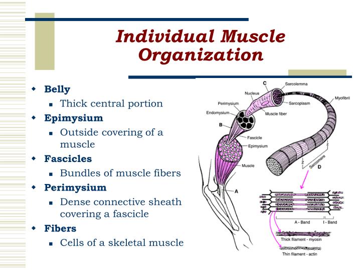 PPT - Characteristics of Muscle PowerPoint Presentation - ID:503156