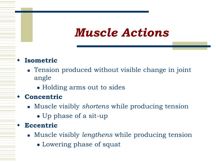 PPT - Characteristics of Muscle PowerPoint Presentation - ID:503156