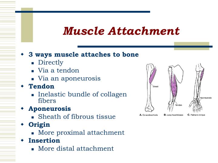 PPT - Characteristics of Muscle PowerPoint Presentation - ID:503156