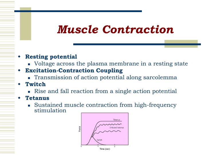 PPT - Characteristics of Muscle PowerPoint Presentation - ID:503156