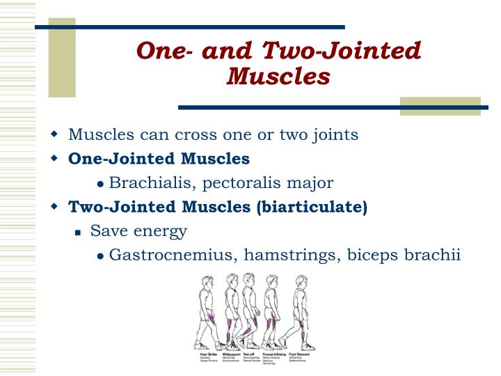 PPT - Characteristics of Muscle PowerPoint Presentation - ID:503156
