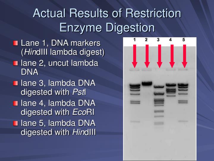 PPT - Restriction Digestion and Analysis of Lambda DNA Kit PowerPoint ... PPT - Restriction Digestion and Analysis of Lambda DNA Kit PowerPoint ...