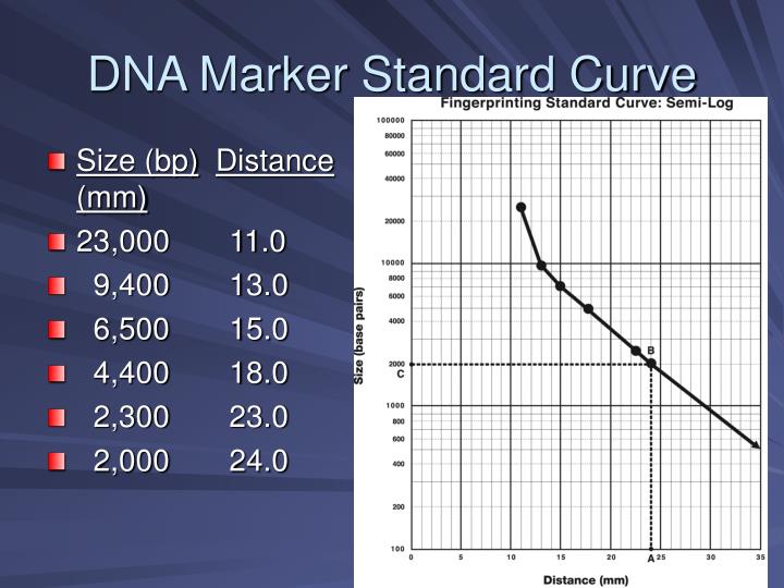 PPT - Restriction Digestion and Analysis of Lambda DNA Kit PowerPoint ... PPT - Restriction Digestion and Analysis of Lambda DNA Kit PowerPoint ...