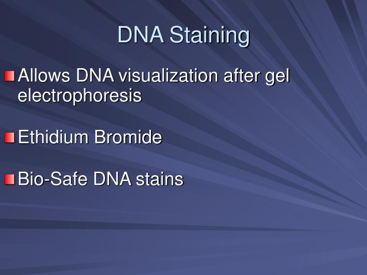 PPT - Restriction Digestion and Analysis of Lambda DNA Kit PowerPoint ... PPT - Restriction Digestion and Analysis of Lambda DNA Kit PowerPoint ...