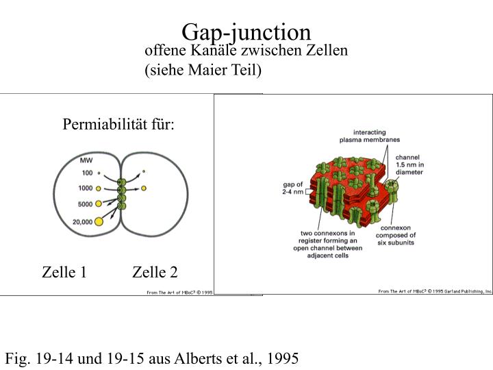 PPT - Zelladhäsion, Zell-Verbindungen & Extrazelluläre Matrix ...