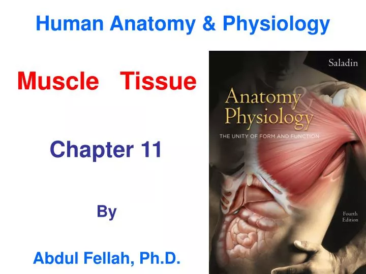 PPT - Human Anatomy & Physiology PowerPoint Presentation, free download ...