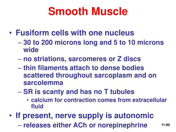 PPT - Human Anatomy & Physiology PowerPoint Presentation - ID:506947