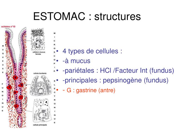 PPT - ANATOMIE - PHYSIOLOGIE DU TUBE DIGESTIF Dr V.Hyrailles-Blanc ...