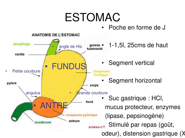 PPT - ANATOMIE - PHYSIOLOGIE DU TUBE DIGESTIF Dr V.Hyrailles-Blanc ...